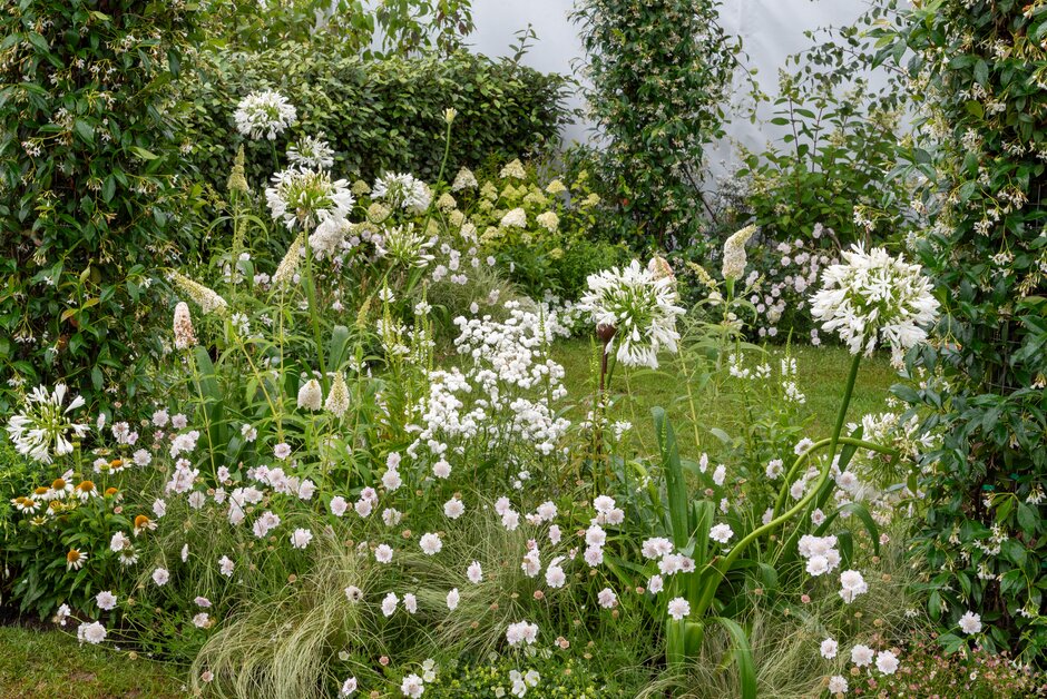 Night Pollinators: How to Design a Garden that Helps Moths