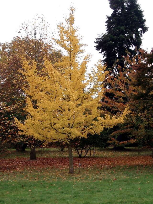 5 Favorites: Wind-Resistant Trees - Gardenista Web Story - Gardenista