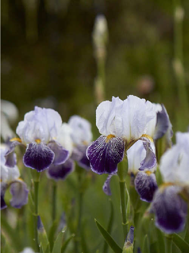 Bearded Irises: A Lost Generation of Flowers Has a Moment - Gardenista ...