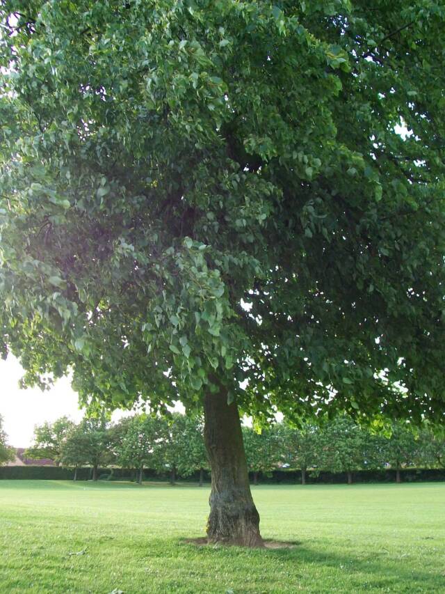 Gardening 101: Littleleaf Linden Tree - Gardenista Web Story - Gardenista