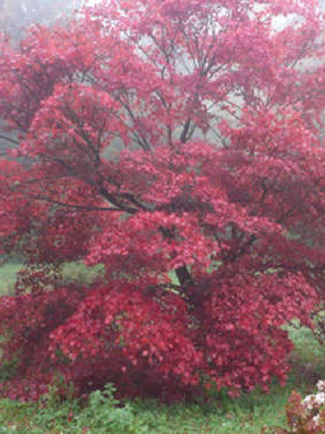 Gardening 101: Maple Tree - Gardenista Web Story - Gardenista