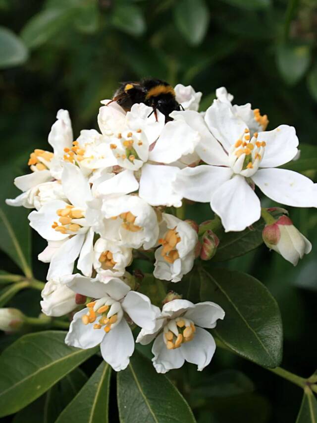 Gardening 101: Mexican Orange Blossom - Gardenista Web Story - Gardenista