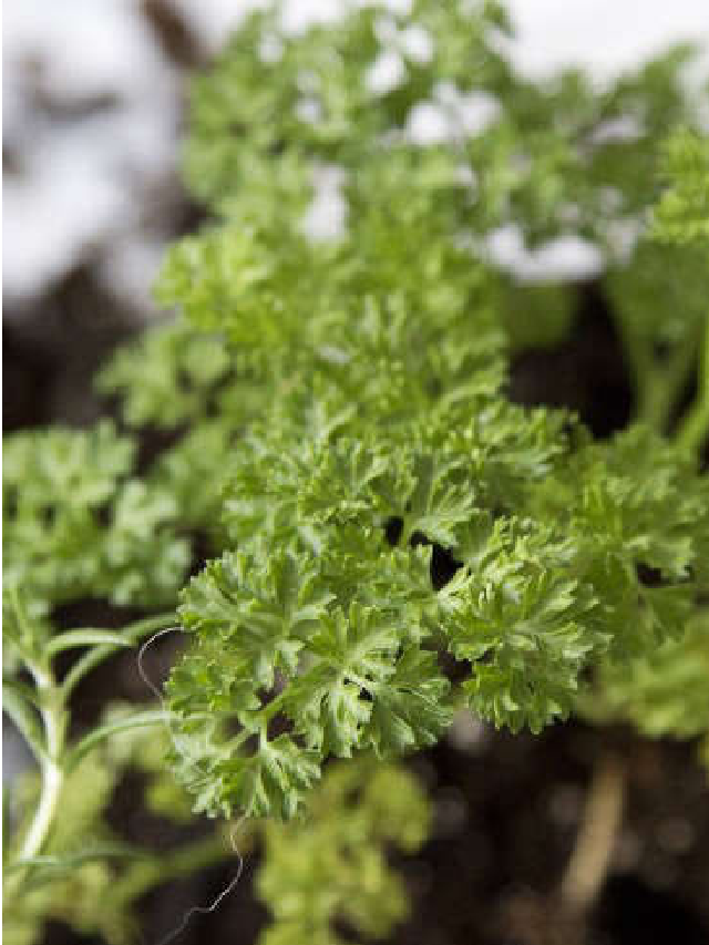 Gardening 101: Parsley - Gardenista Web Story - Gardenista