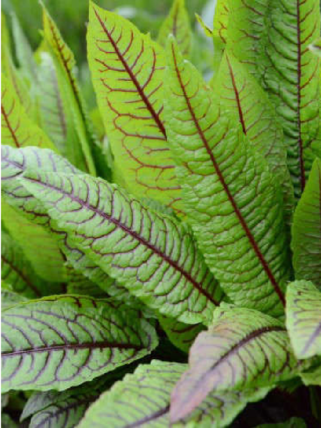 Gardening 101: Sorrel - Gardenista Web Story - Gardenista