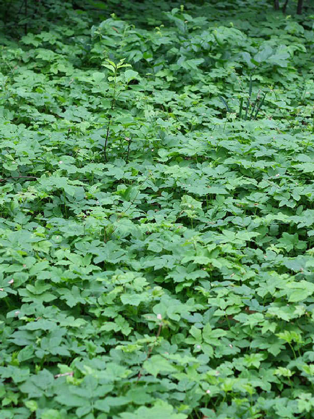 Goutweed: How to Get Rid of Invasive Ground Elder Web Story - Gardenista