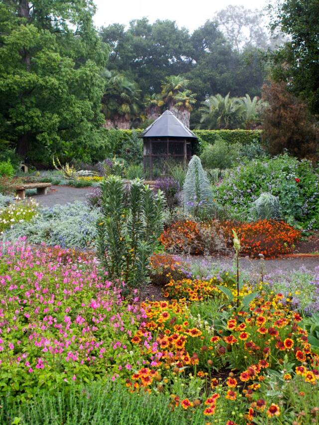 Insectary Garden: The Best Plants to Attract Predator Insects Web Story ...