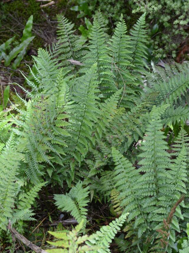 Mother Fern: AKA Hen and Chickens Fern, Mother Spleenwort, and New ...