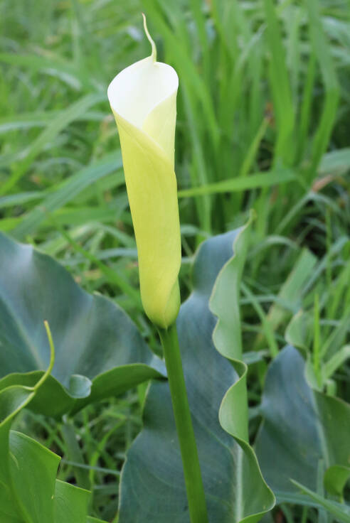 Arum Lilies (aka Calla Lilies) Grow Wild in South Africa