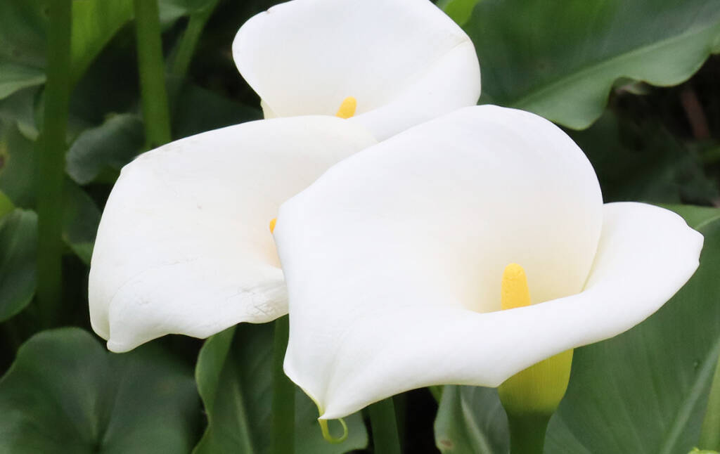 Arum Lilies (aka Calla Lilies) Grow Wild in South Africa