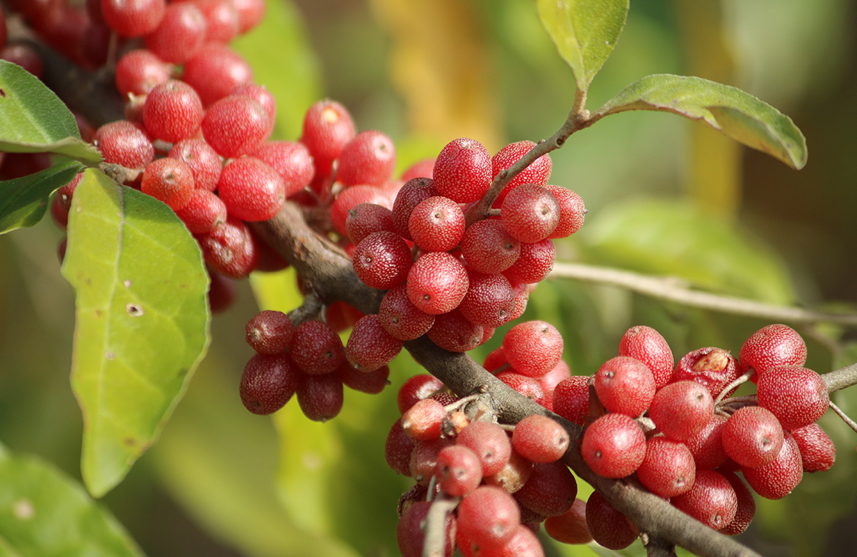 Autumn olives are an edible and invasive fruit that is sustainable to forage