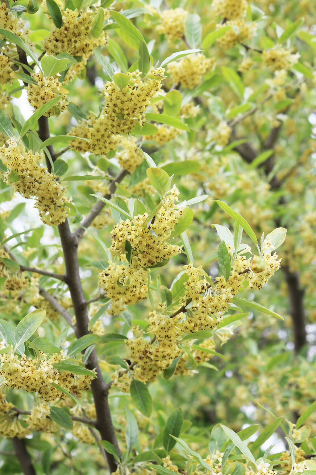 Autumn olives are an edible and invasive fruit that is sustainable to forage