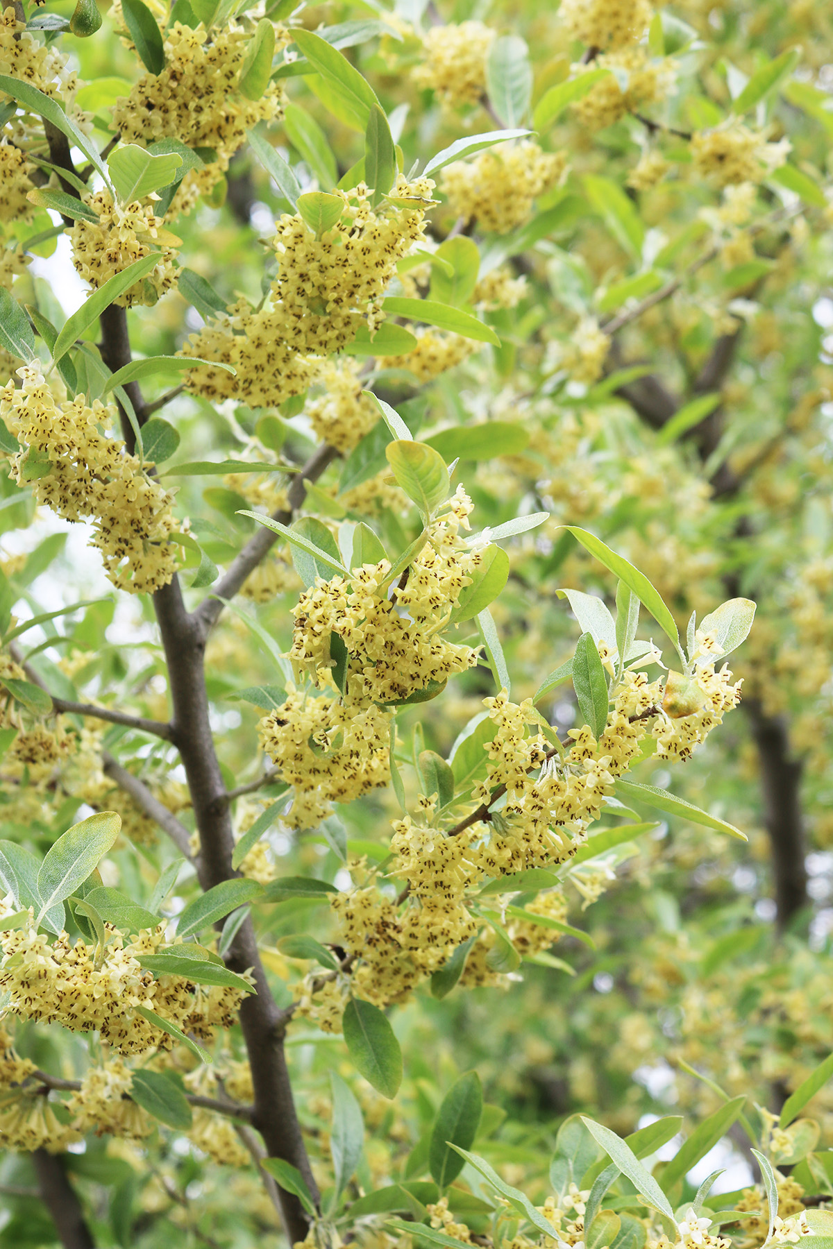 Autumn olives are an edible and invasive fruit that is sustainable to ...