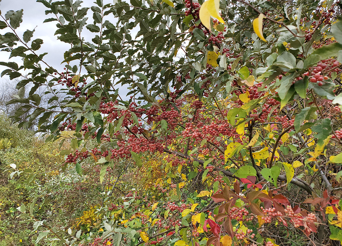 Autumn olives are an edible and invasive fruit that is sustainable to ...