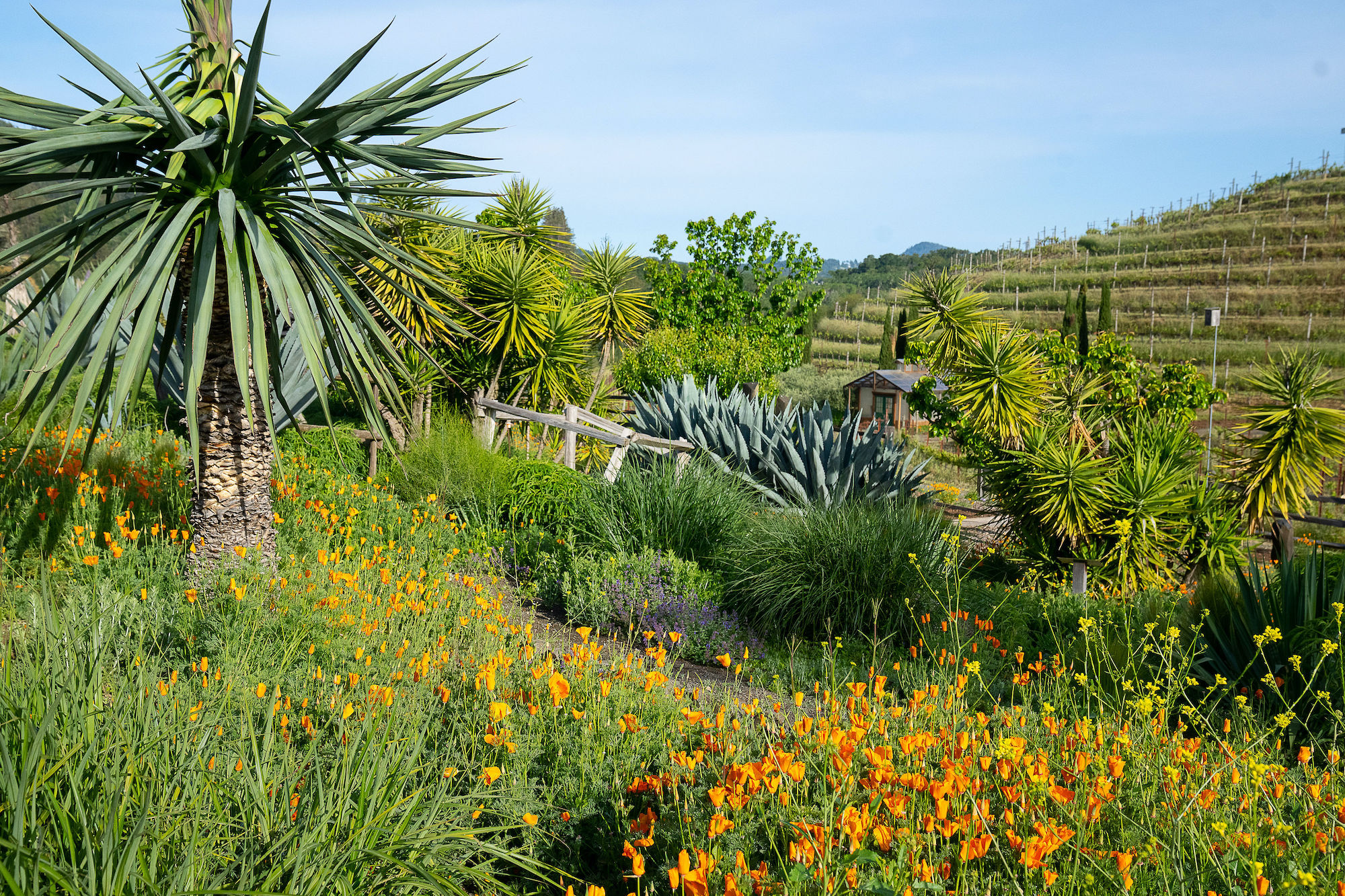 Insectary Garden: The Best Plants to Attract Predator Insects