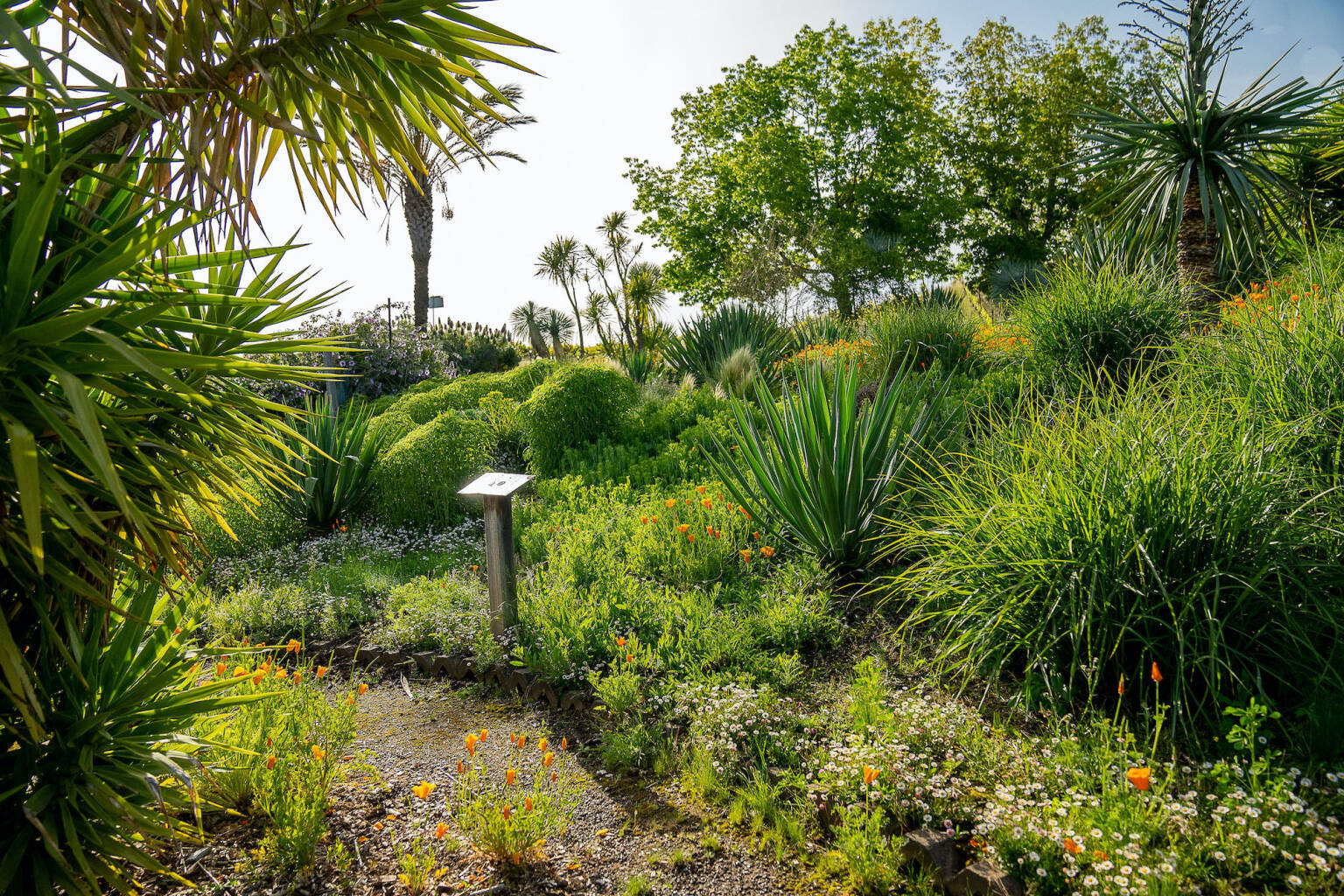 Insectary Garden: The Best Plants to Attract Predator Insects