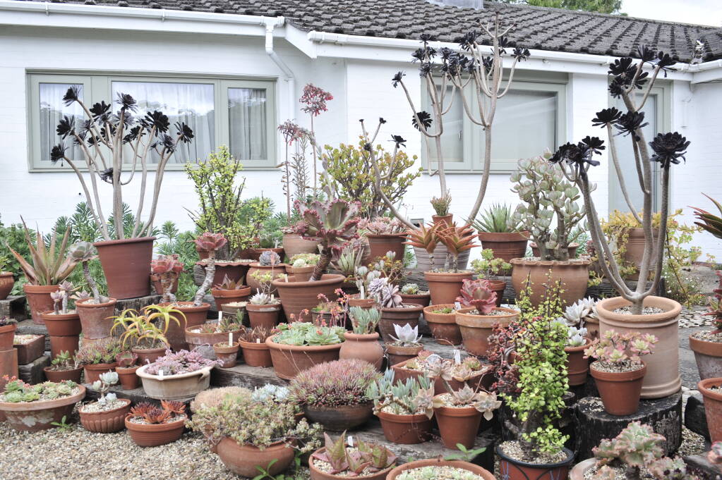 Time to Bring Them In? Top Tips for Transitioning Your Potted Plants ...