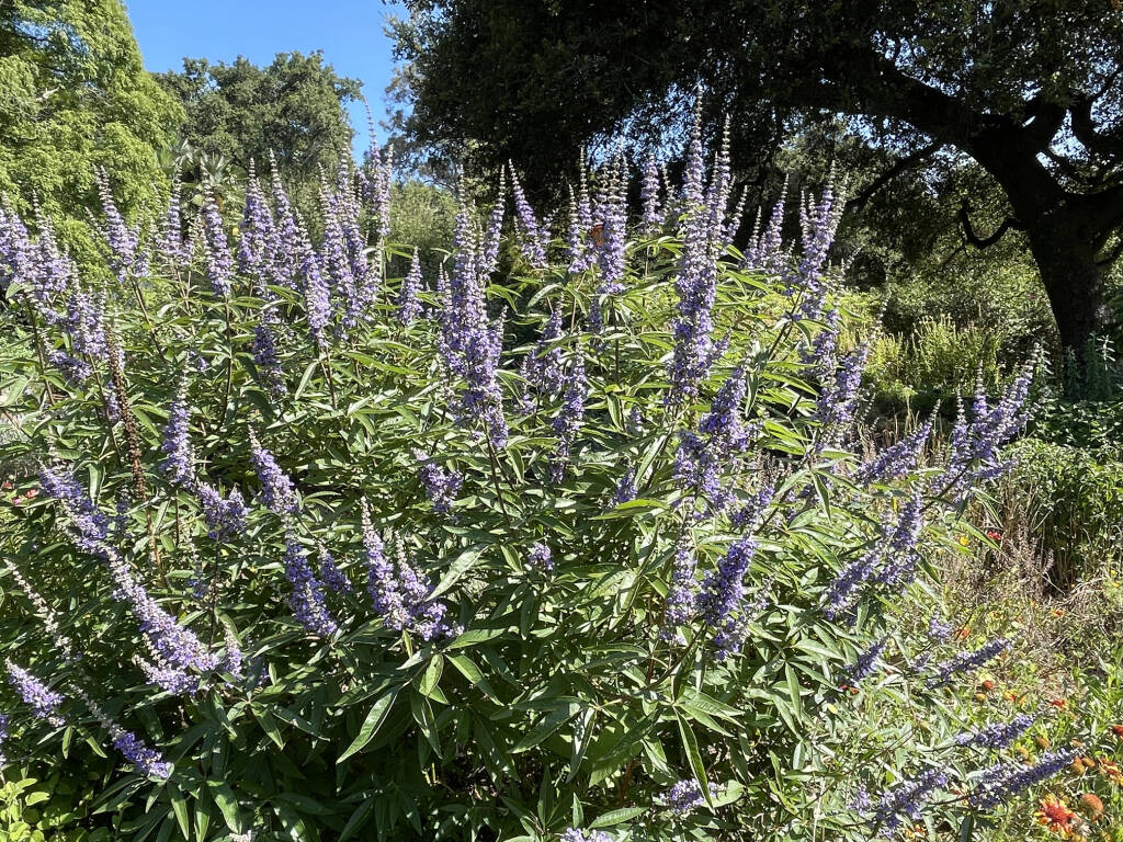 Insectary Garden: The Best Plants to Attract Predator Insects