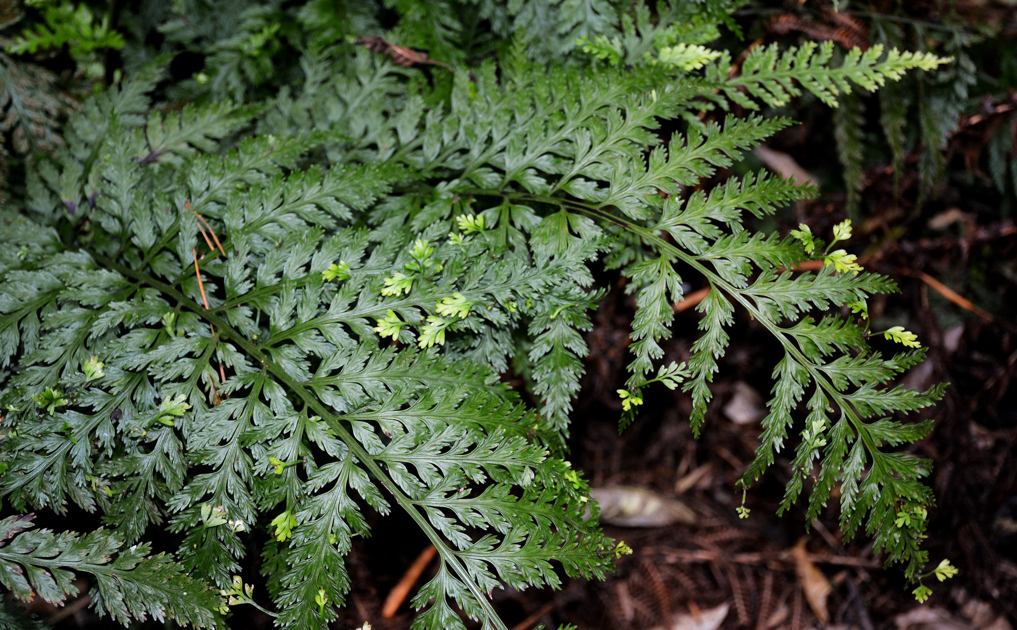 Mother Fern: AKA Hen and Chickens Fern, Mother Spleenwort, and New ...