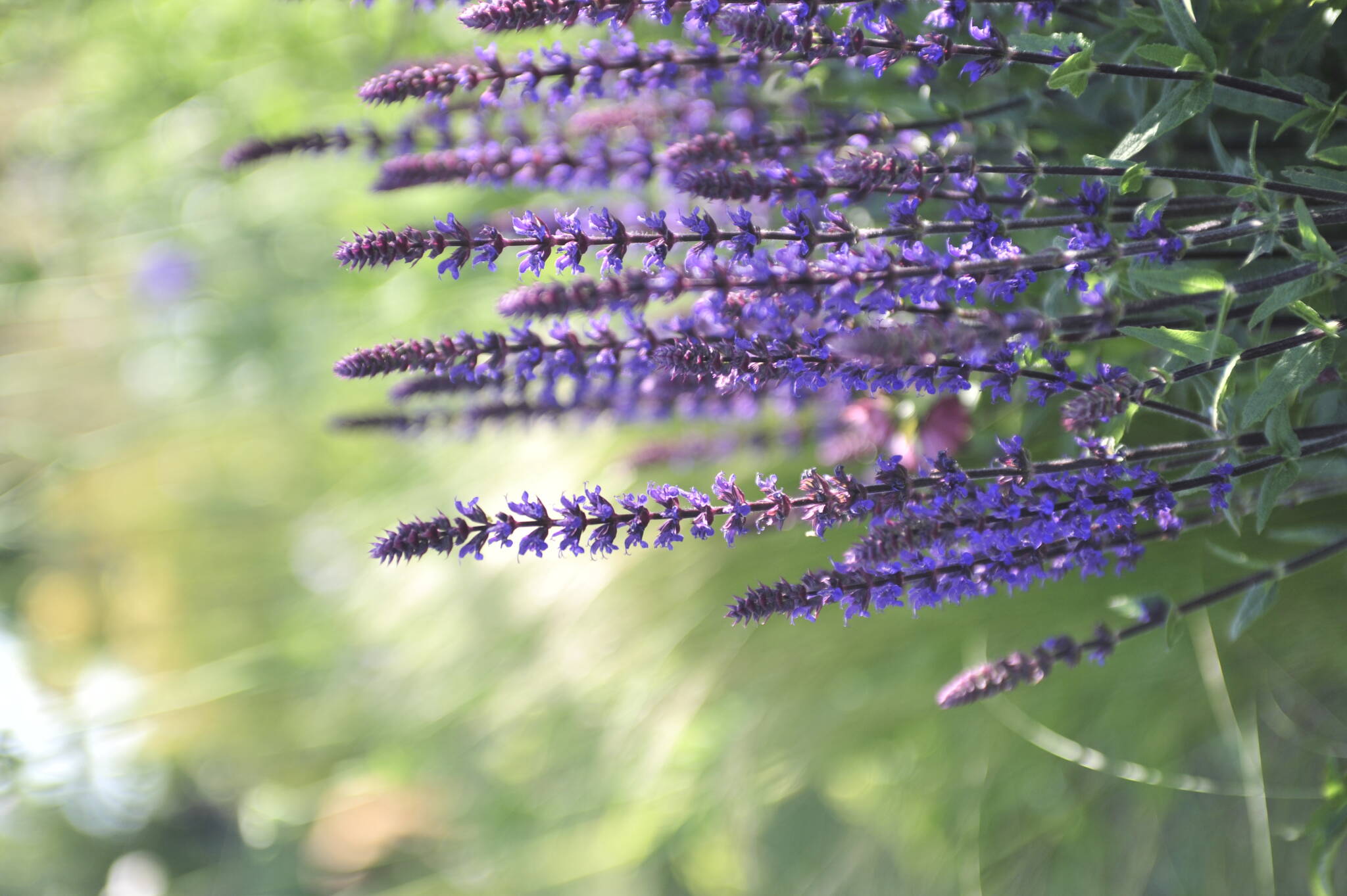 Heat-Loving, Drought-Tolerant Plants: Our Garden Favorites