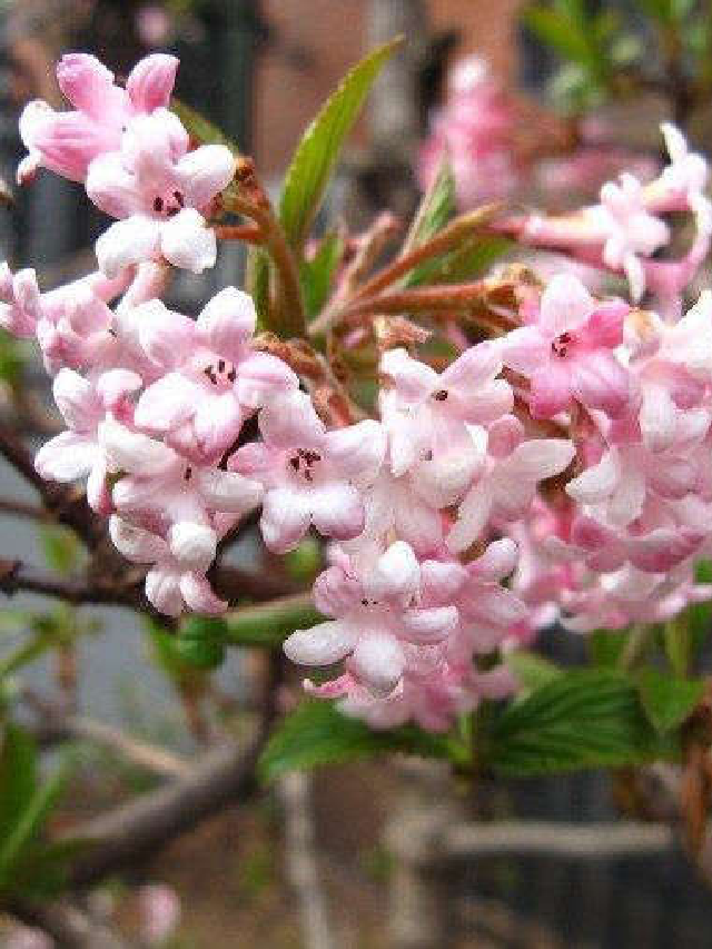 8 Cold-Climate Flowering Shrubs and Small Trees for Early Spring ...