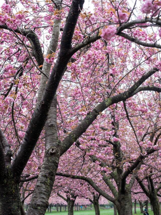 Cherry Blossoms: 6 Flowering Trees to Grow at Home - Gardenista Web ...