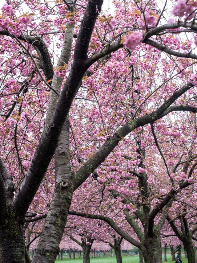 Cherry Blossoms: 7 Trees to See at Brooklyn Botanic Garden's Festival ...