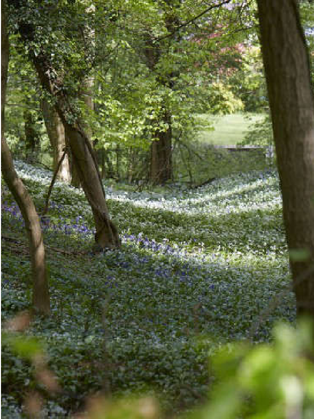 Garden Visit: Bluebells and Wild Garlic in Standish Wood - Gardenista ...