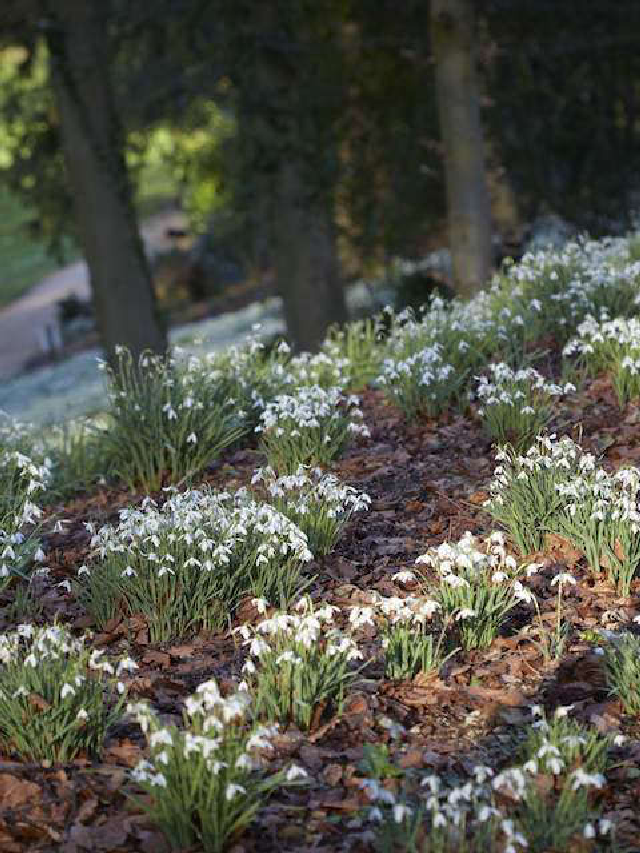 Garden Visit: Snowdrop Season at Painswick Rococo Garden - Gardenista ...