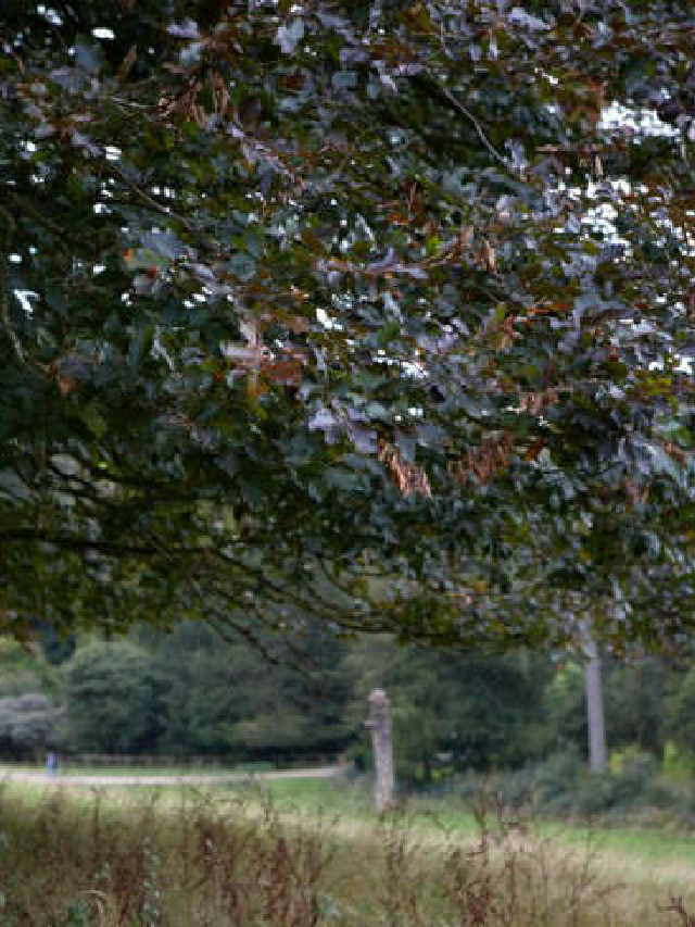 Gardening 101: Copper Beech - Gardenista Web Story - Gardenista