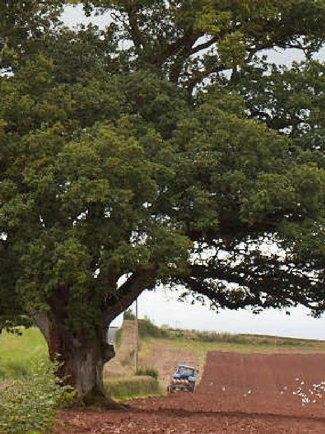 Gardening 101: Oak Trees - Gardenista Web Story - Gardenista