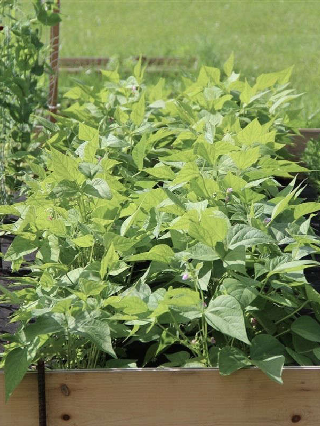 Magic Carpets: Instant Edible Gardens with Roll-out Seedsheets ...