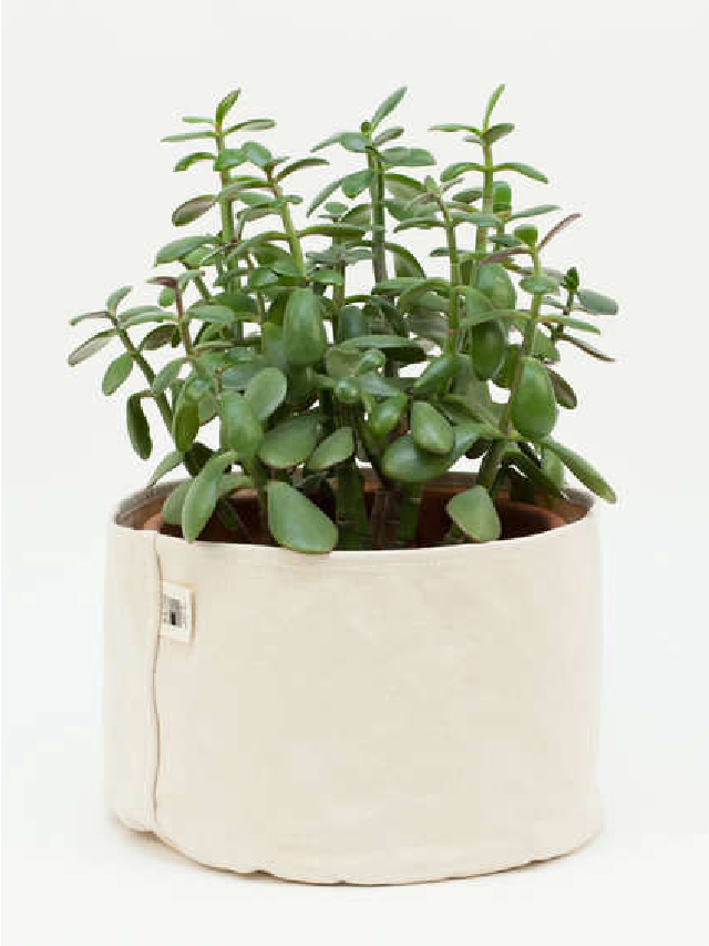 Object of Desire: Canvas Planter Set - Gardenista Web Story - Gardenista