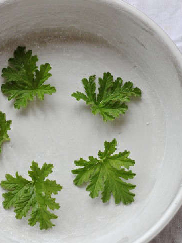 Recipe: Tea Cake with Meyer Lemons and Rose Geraniums - Gardenista Web ...