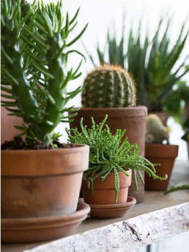 Rent-a-Houseplant: The Plant Library Delivers - Gardenista Web Story ...