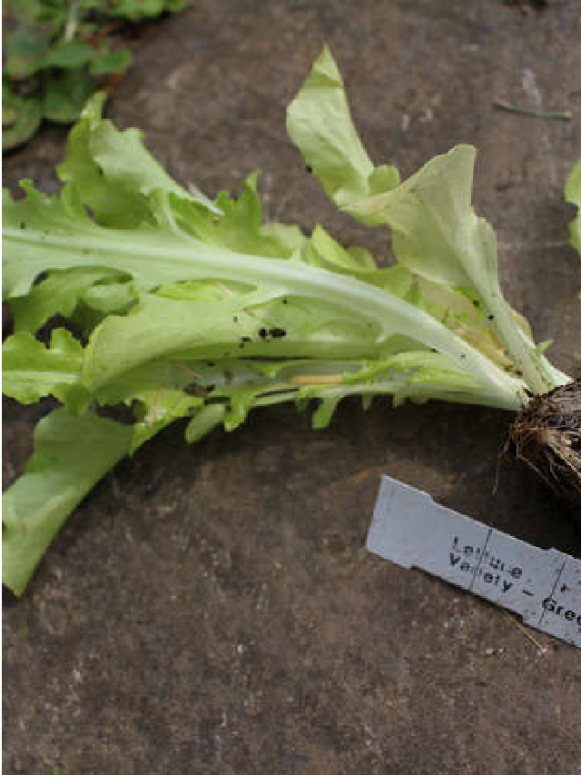 Shopper's Diary: Instant Vegetables from Rocket Gardens in Cornwall, UK ...
