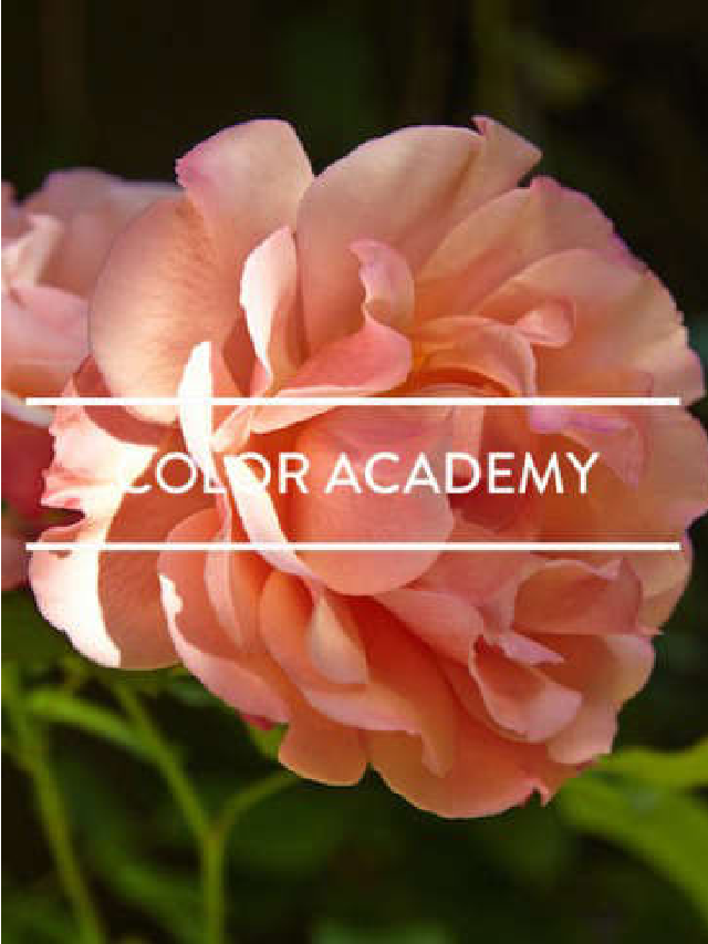 Table of Contents: Color Academy - Gardenista Web Story - Gardenista