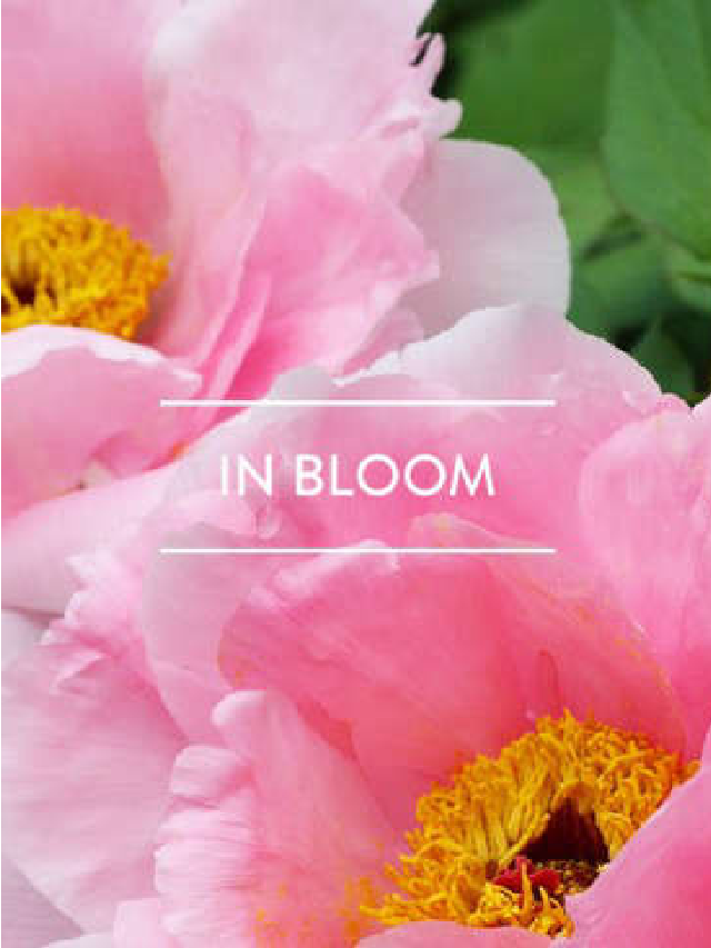 Table of Contents: In Bloom - Gardenista Web Story - Gardenista