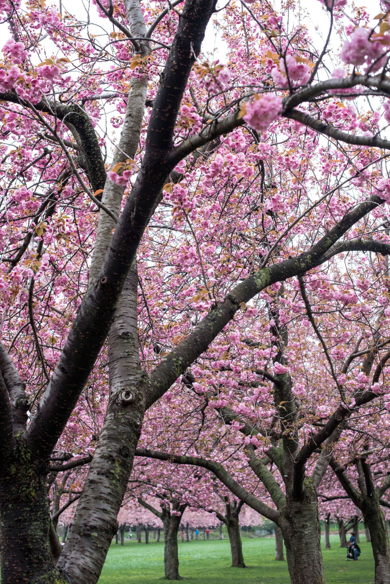 Cherry Blossoms: 7 Trees to See at Brooklyn Botanic Garden's Festival ...