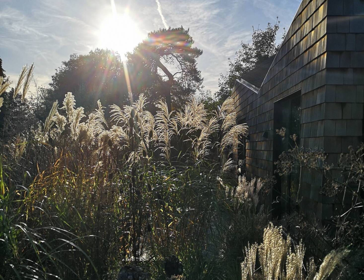 Stipa gigantea: aka Giant Feather Grass and Golden Oats - ReportWire