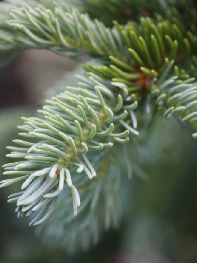 5 Favorites: Silvery Conifers - Gardenista Web Story - Gardenista