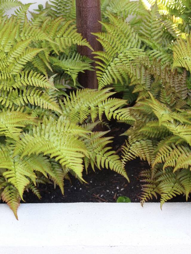 Best Easy to Grow Ferns: Our Favorites for the Garden and Landscape Web ...