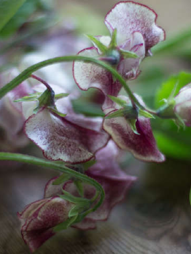 Best Seeds 2016: New Cutting Flowers from Floret Seeds - Gardenista Web ...