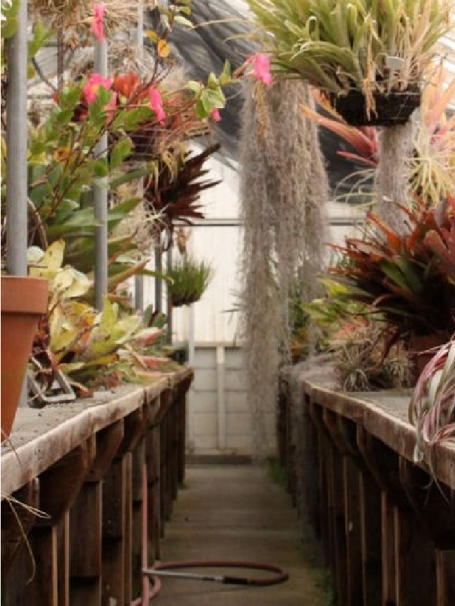 Coastal Treasure: Shelldance Orchid Gardens in Pacifica, California ...