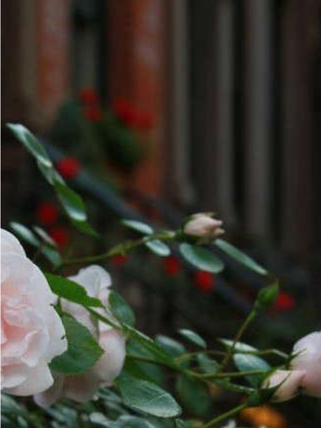 Design Sleuth: 7 Sources for Brooklyn's Most Beautiful Roses ...