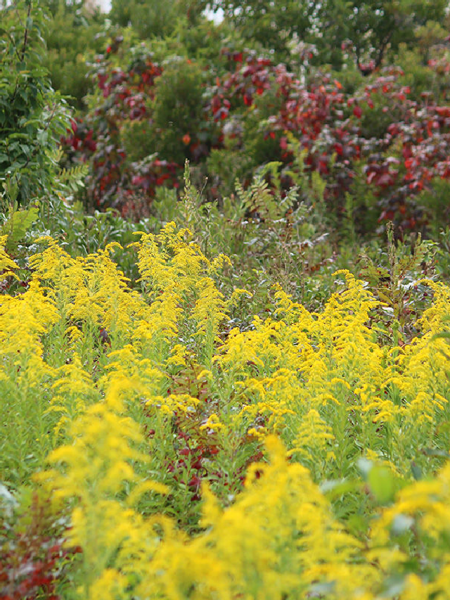 Fall Allergies: What Causes Them? Ragweed, Mugwort, or Goldenrod? Web ...