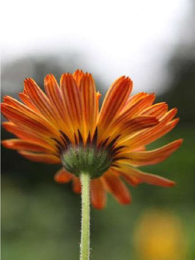First Aid Kit: 5 Essential Healing Plants for Summer - Gardenista Web ...