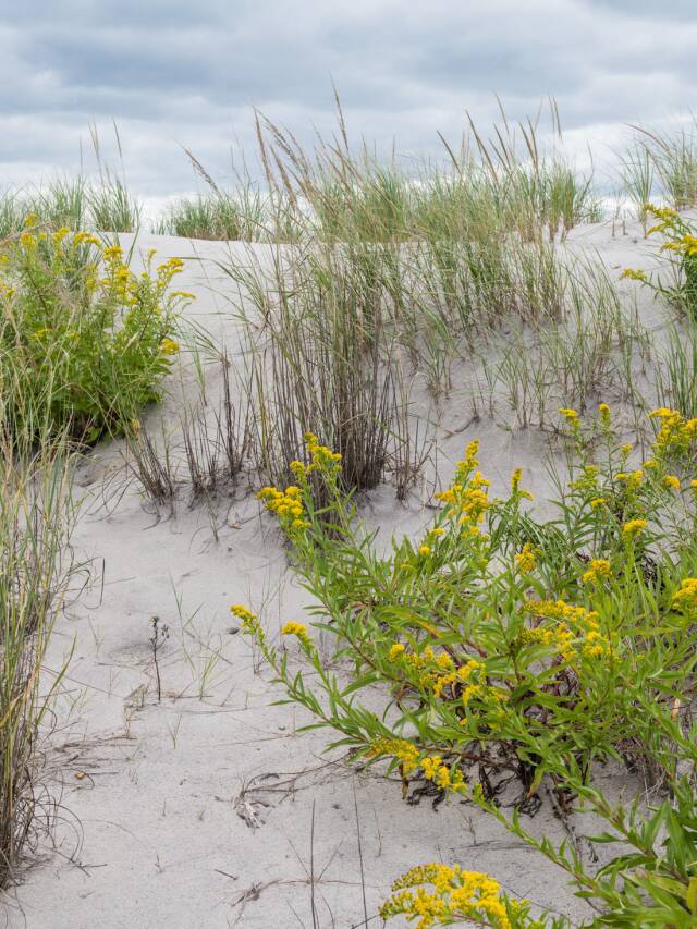 Fort Tilden at the Rockaway Peninsula in Queens: A Natural Haven Web ...