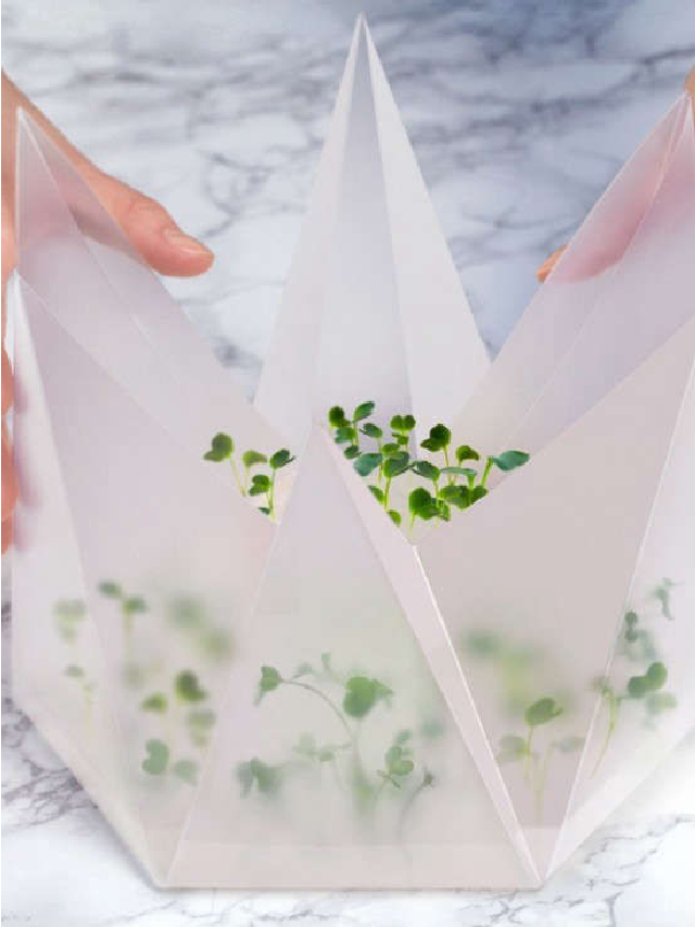 Origami Seed Kit: The Gentle Art of Sprouting Salad - Gardenista Web ...