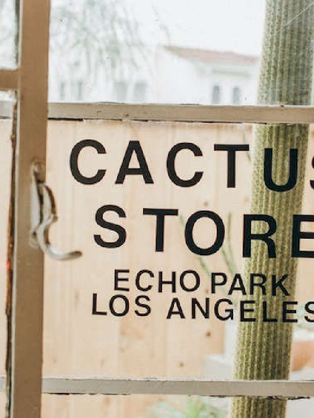 Shopper's Diary: Cactus Store in Los Angeles - Gardenista Web Story ...