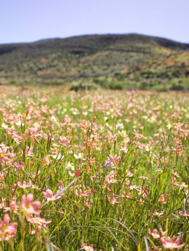 South Africa Spring Superbloom 2023: Where to Go, What to See Web Story ...